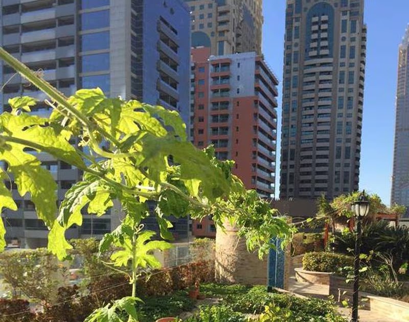 Revolutionizing Rooftop Gardens: Skyline Landscaping in Dubai - Picnob